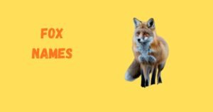 250+ Cool And Catchy Fox Names With Name Generator