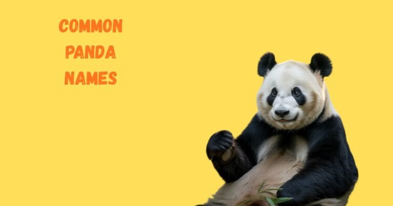 300+ Best Panda Names: Cute, Funny, Famous & Unique Picks for 2026